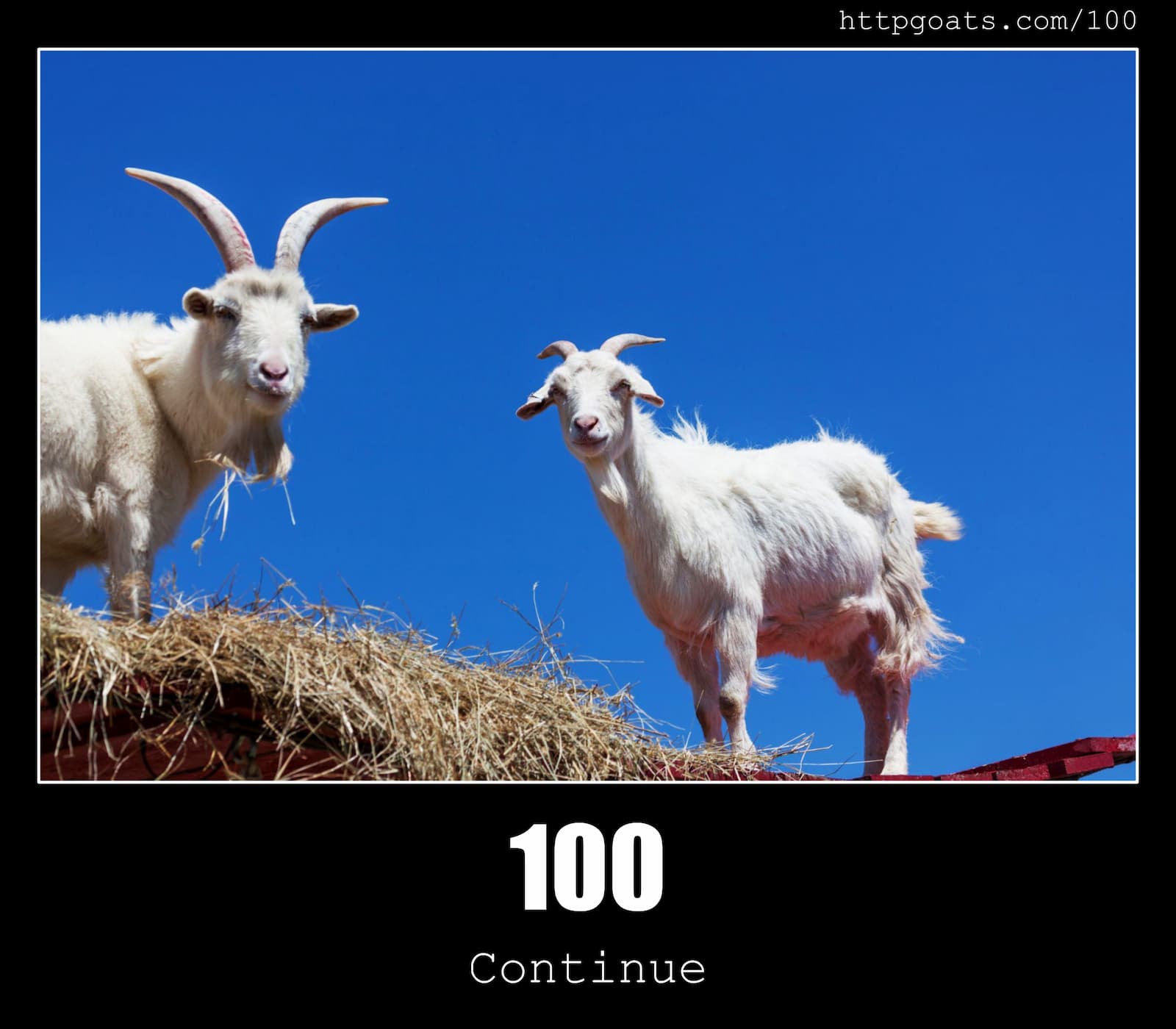 100 Continue HTTP Status Code And Goats 