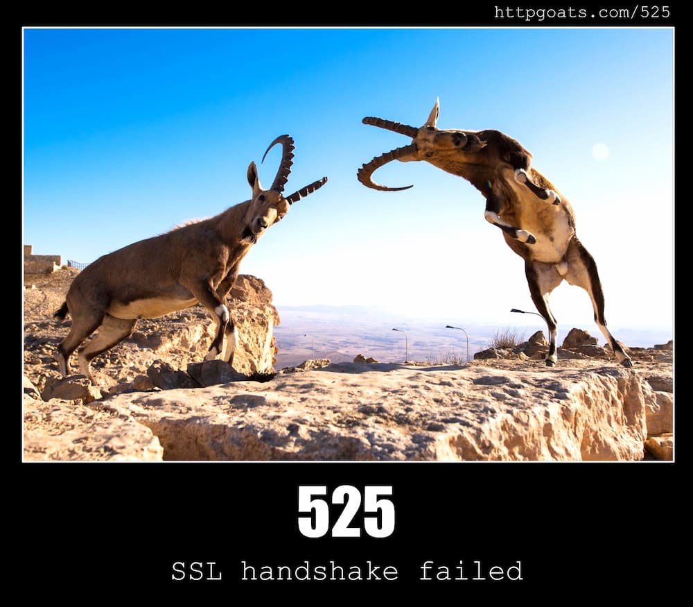 525 SSL Handshake Failed HTTP Status Code And Cats 